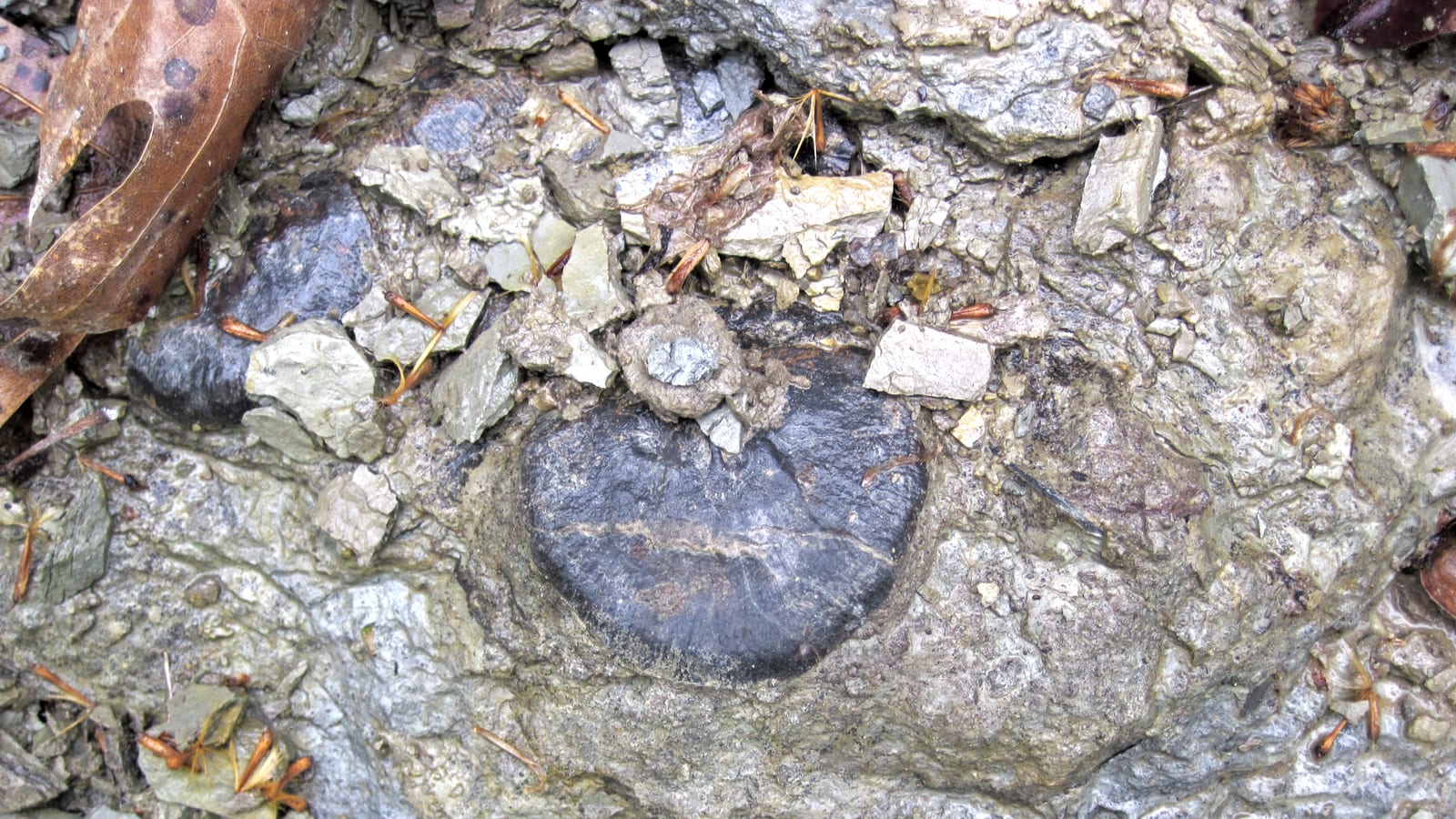Best Places to Fossil Hunt in the United States (2026 Guide ...